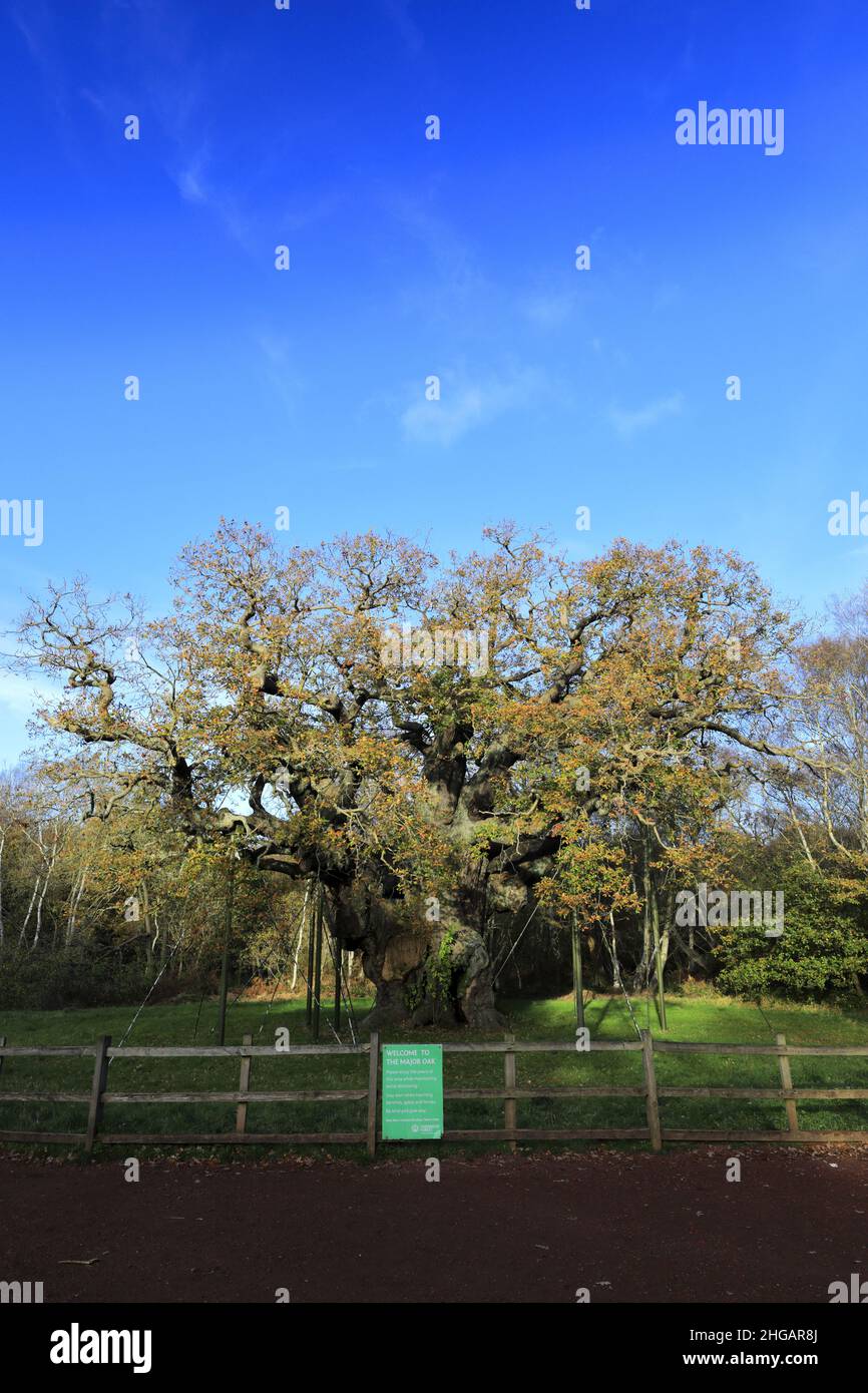 Englands oldest oak tree hi-res stock photography and images - Alamy