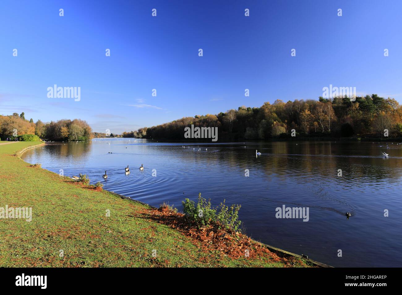 Autumn colours over the lake at Clumber Park, Nottinghamshire, England ...