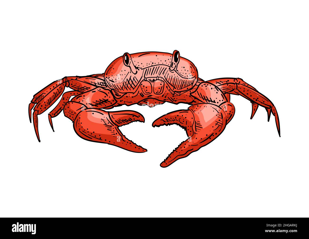Crab hand drawing sketch. linear sea cance. Vector illustration Stock ...