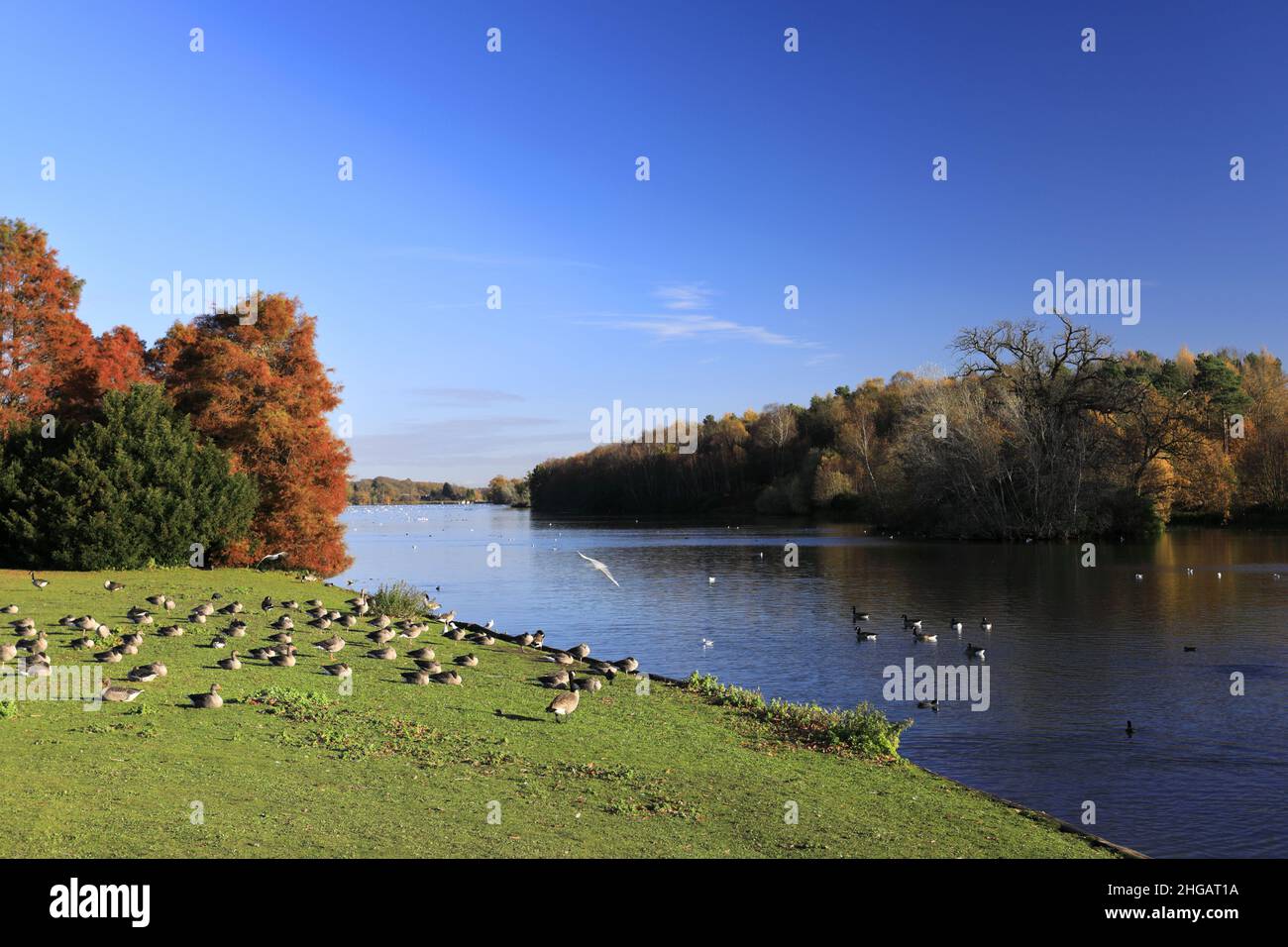 Nottinghamshire country parks hi-res stock photography and images - Alamy