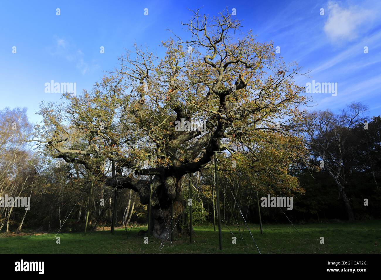 Englands oldest oak tree hi-res stock photography and images - Alamy