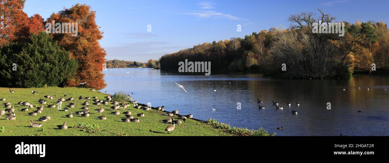 Autumn colours over the lake at Clumber Park, Nottinghamshire, England ...