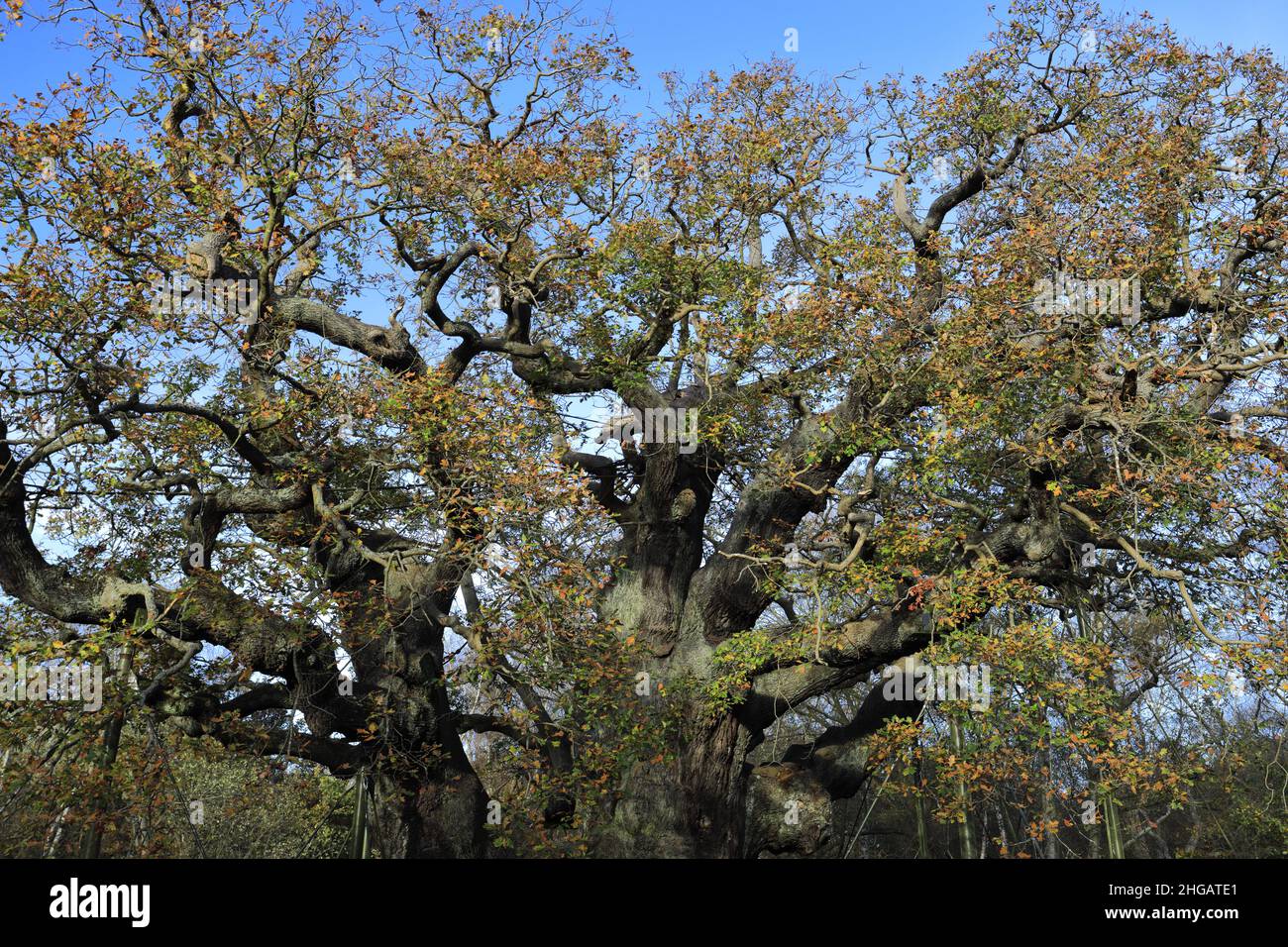 Englands oldest oak tree hi-res stock photography and images - Alamy