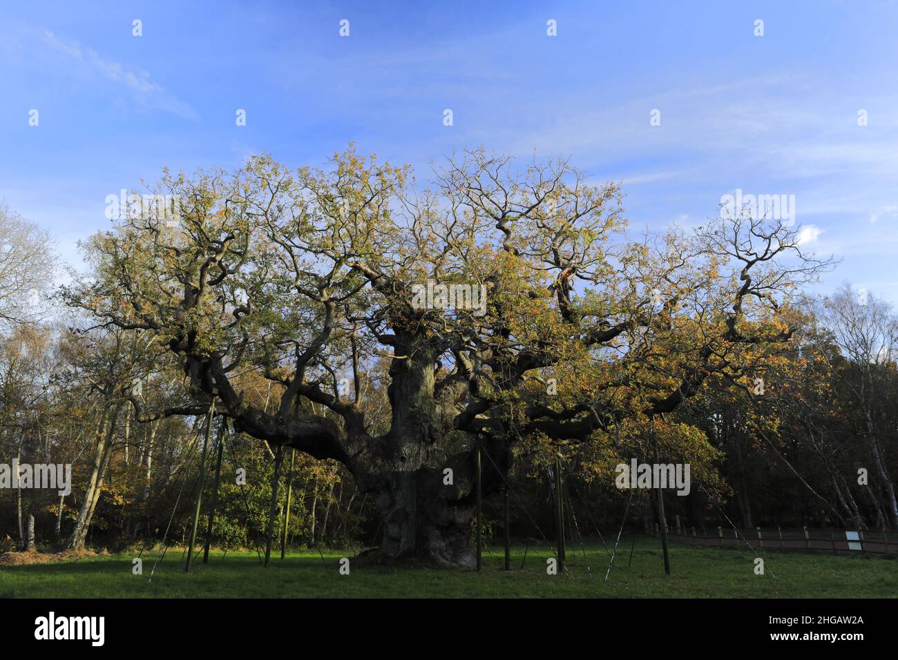 Englands oldest oak tree hi-res stock photography and images - Alamy