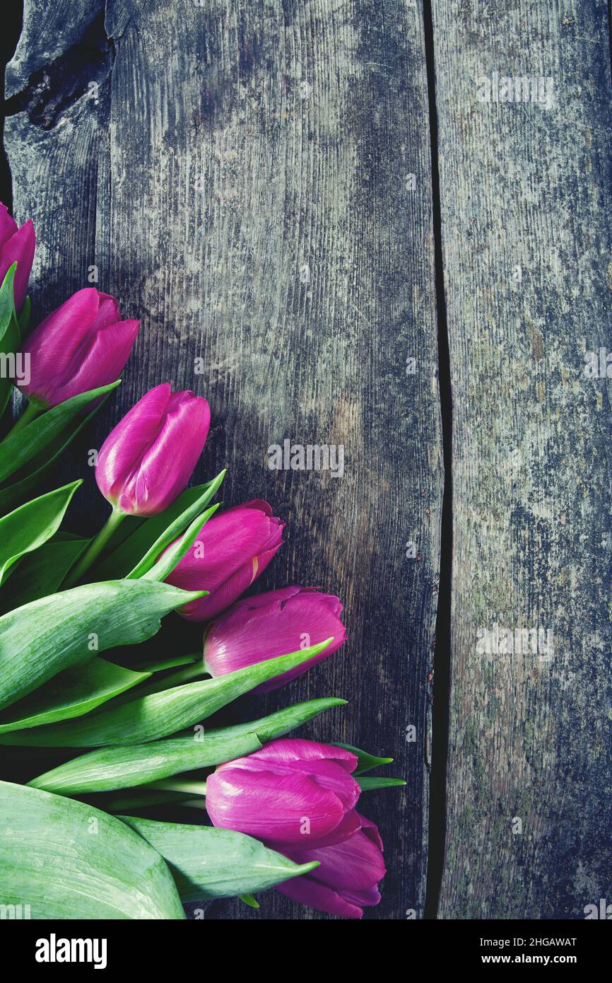 Lovely tulip border hi-res stock photography and images - Alamy