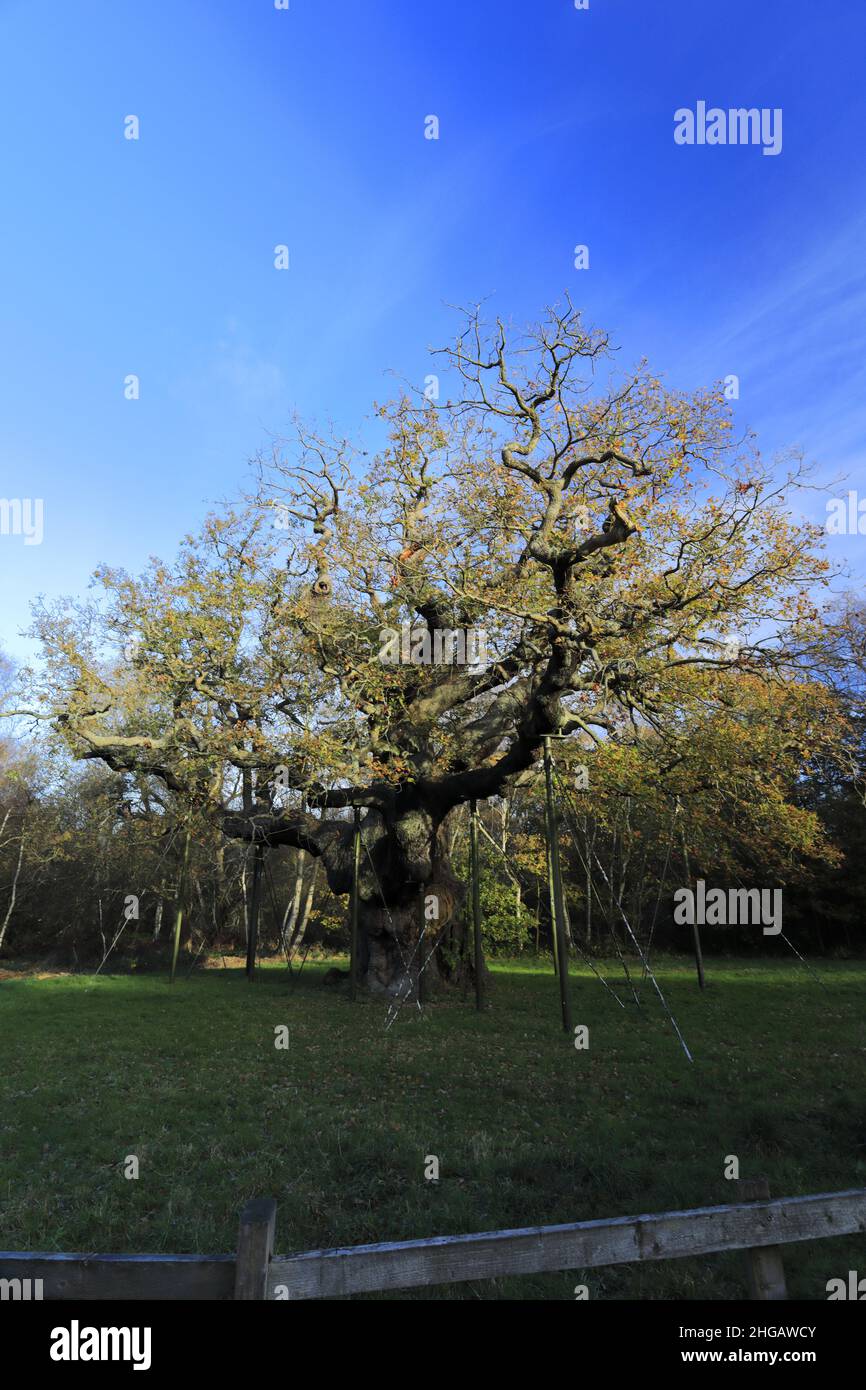 Major oak sherwood hi-res stock photography and images - Alamy