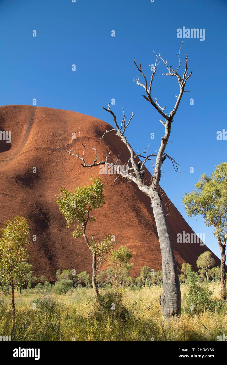 Trees by the path at Uluru, Uluru-Kata Tjuta National Park, Northern ...