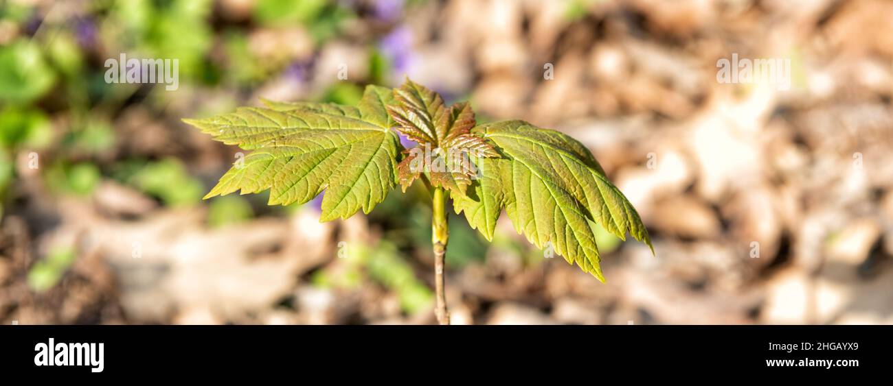 Young tree sprout with green leaves grow in ground sunny nature, maple ...