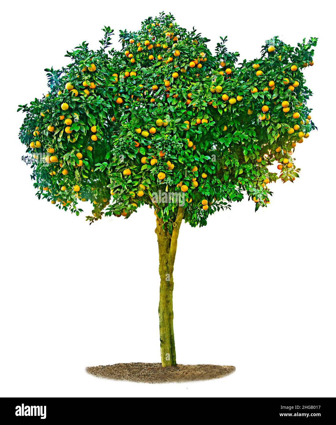 citrus tree on white background Stock Photo - Alamy