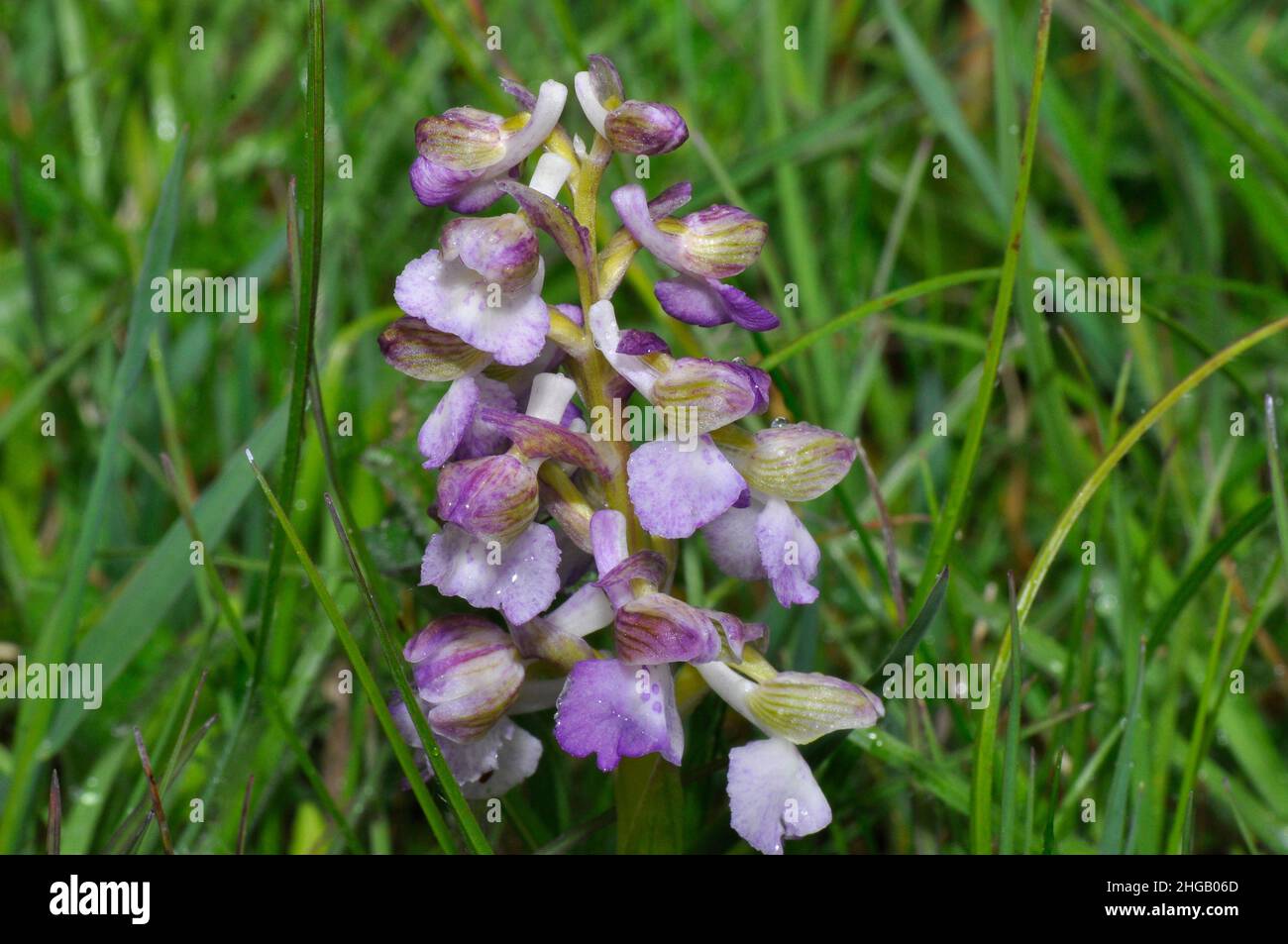 Green-winged Orchids," Anacamptis morio", in damp meadow at Babcary ...