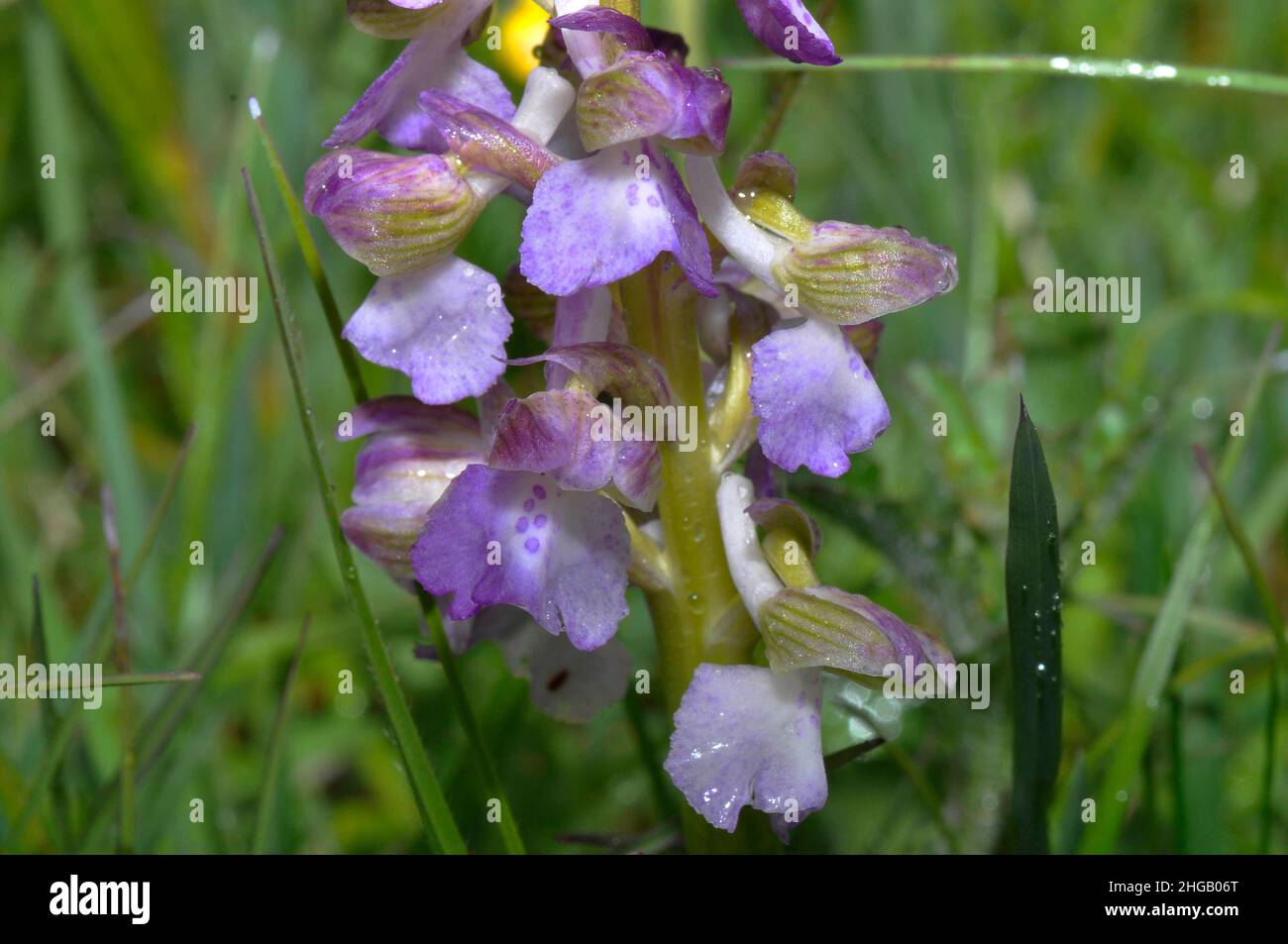 Green-winged Orchids," Anacamptis morio", in damp meadow at Babcary ...