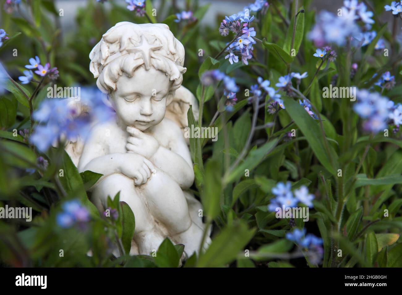 Angel wings plant hi-res stock photography and images - Alamy