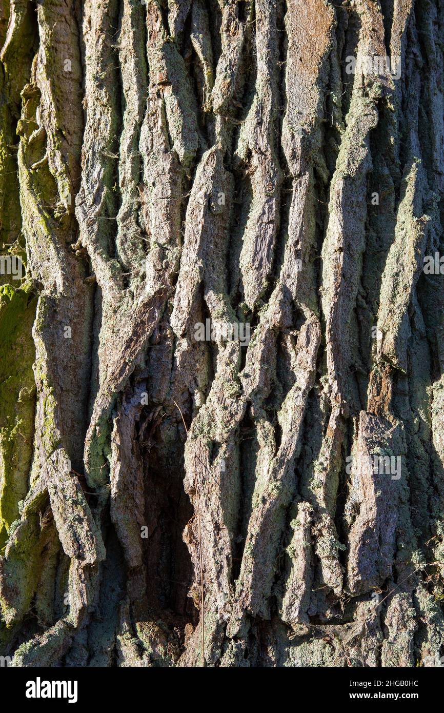 Oak tree bark trunk texture pattern hi-res stock photography and images ...