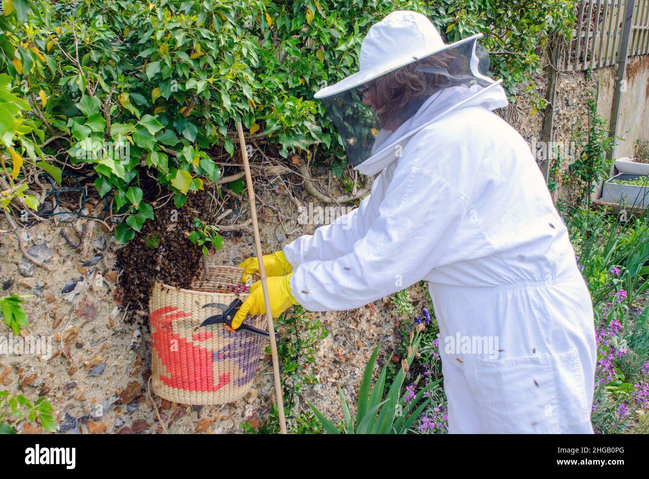 UK, England, Kent. A beekeeper collecting a swarm of honey bees that ...