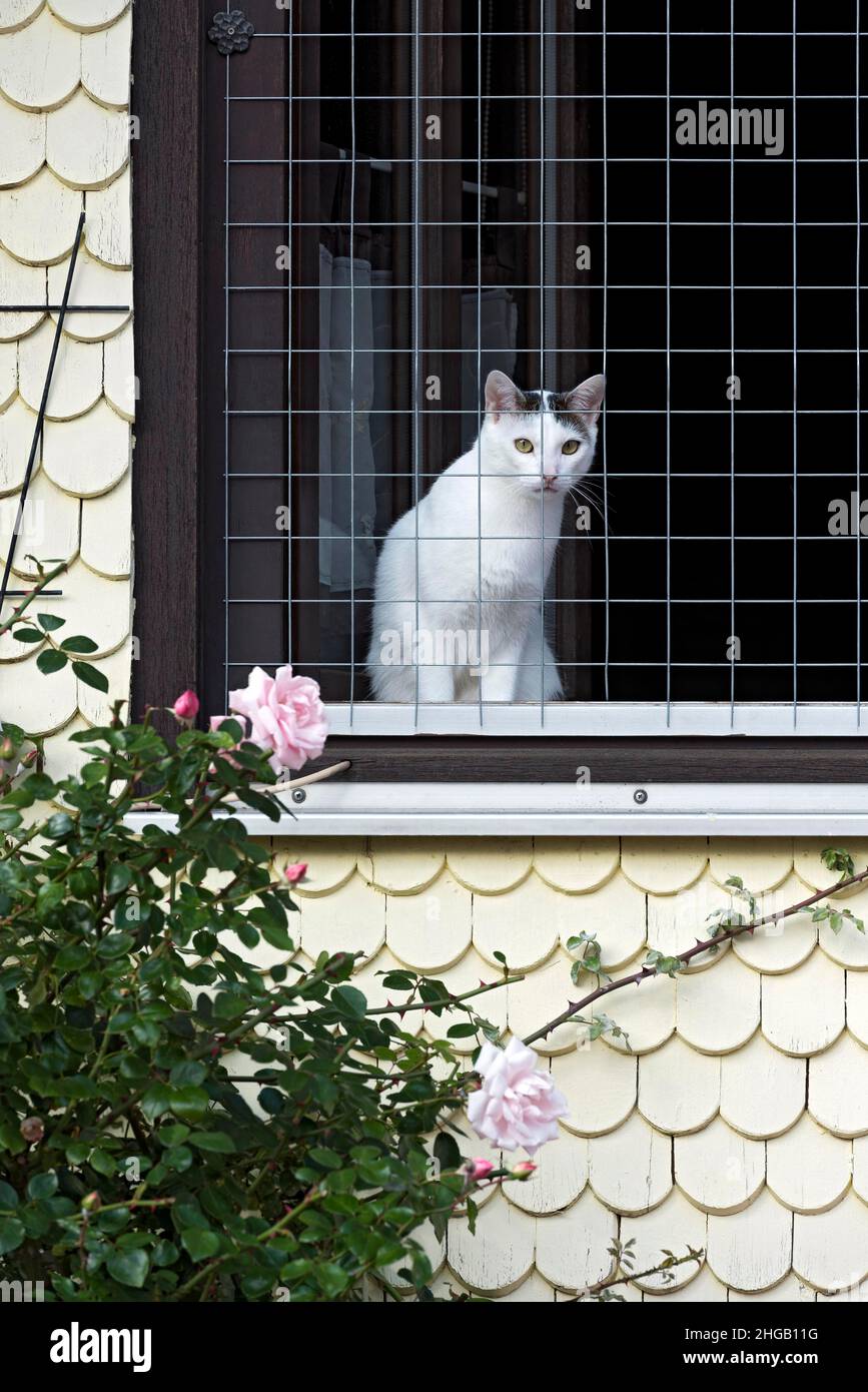 White house cat (Felis catus) looking out of barred window of old ...