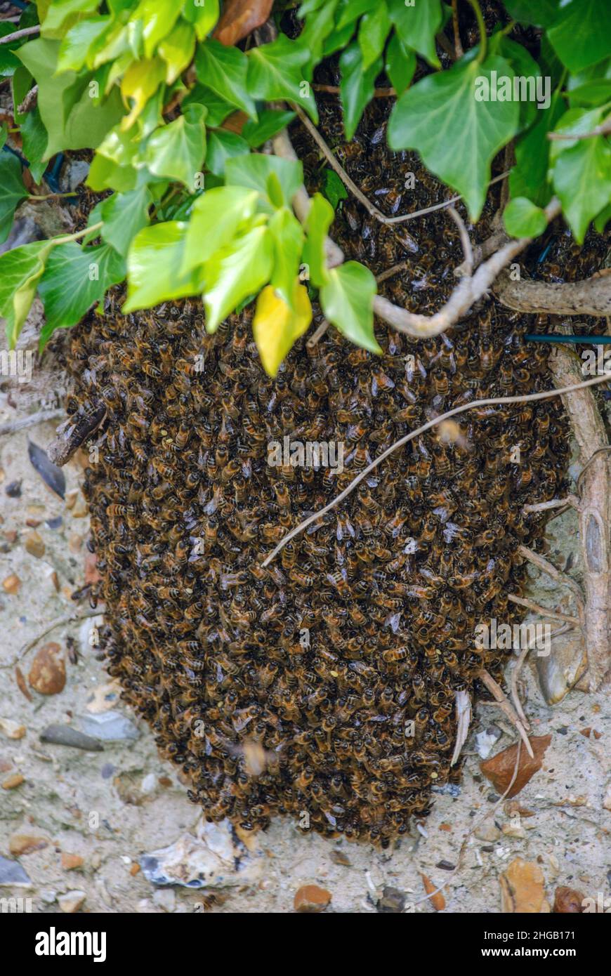 Insect swarming hi-res stock photography and images - Alamy