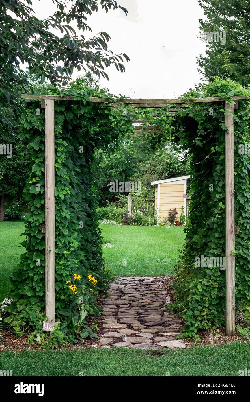 Hops growing up a trellis Stock Photo - Alamy