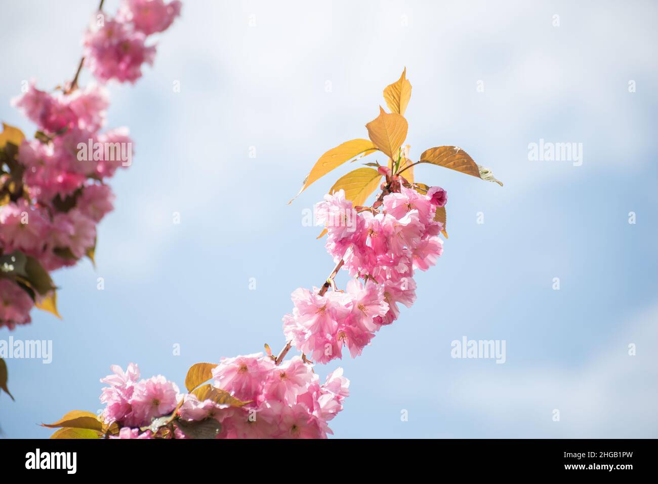 Drops of rain on cherry blossom tree hi-res stock photography and ...