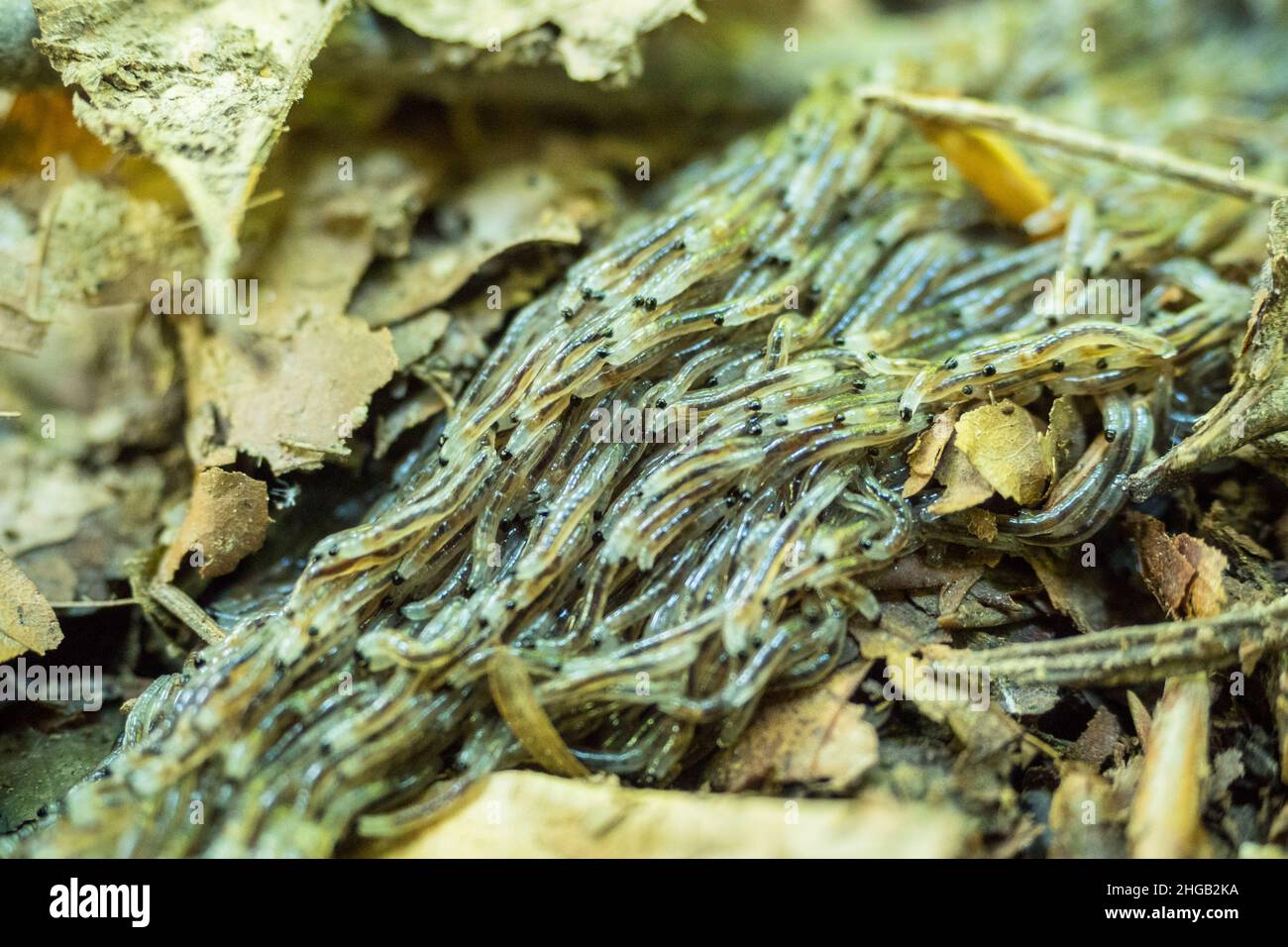 Dark-winged fungus gnat, Sciara militaris larva. Bieszczady Mountains ...