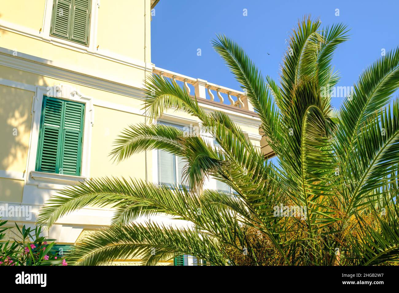 Palm tree on the background of villa with green shutters on the windows ...