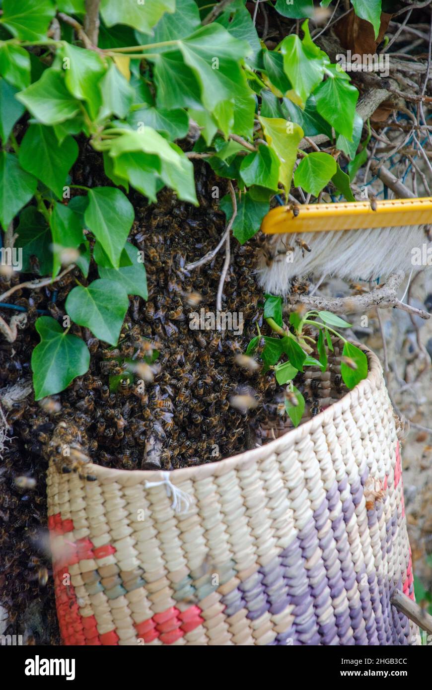 Queen honey bee uk hi-res stock photography and images - Alamy