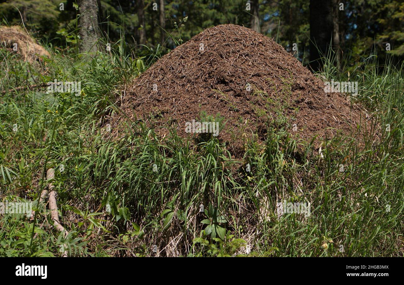 Anthill on Mariazeller Bürgeralpe at Mariazell,Styria,Austria,Europe ...