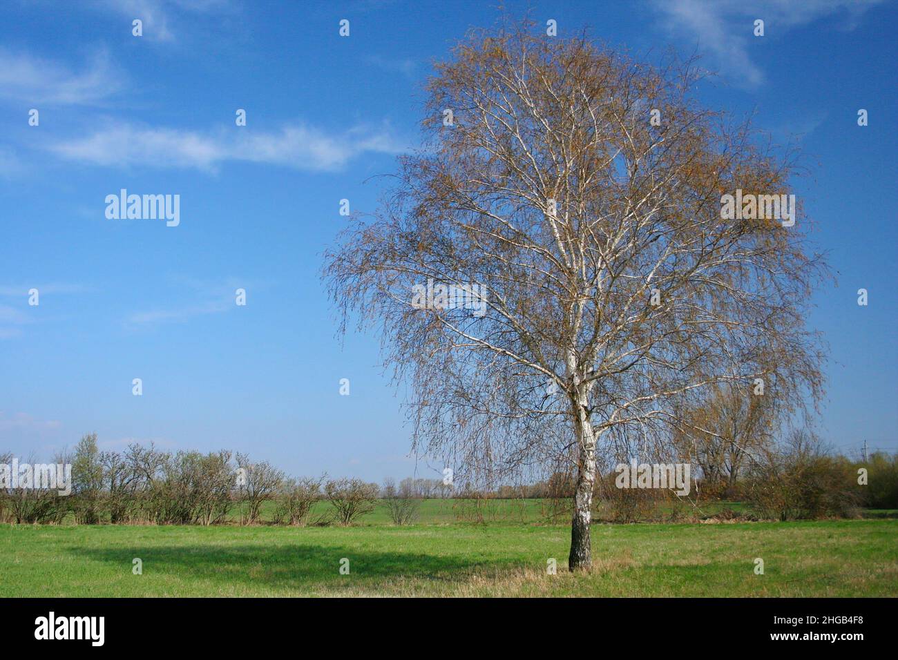 Birch forest in Austria,Europe Stock Photo - Alamy