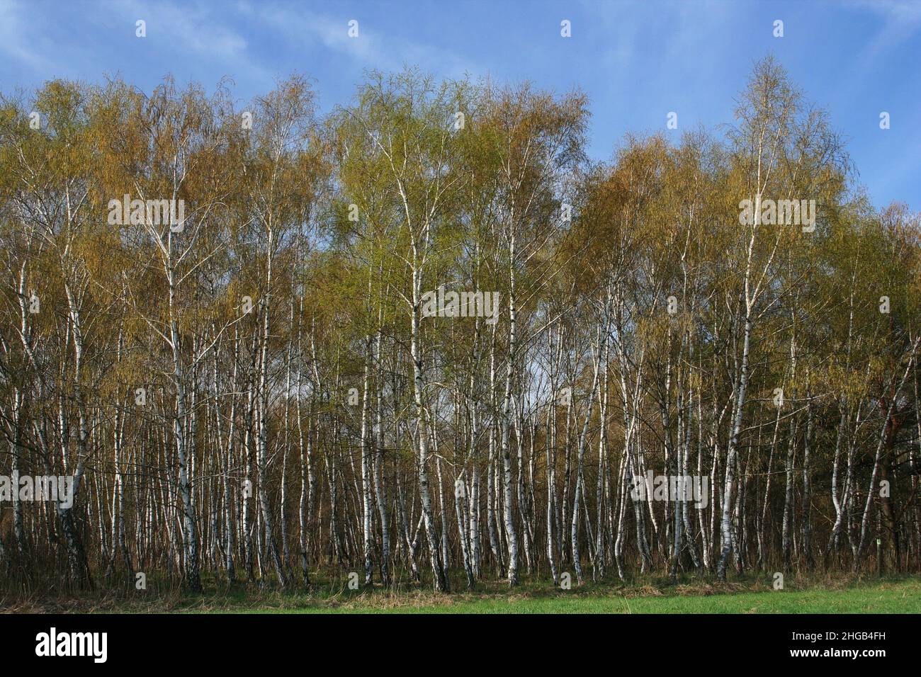 Birch forest in Austria,Europe Stock Photo - Alamy