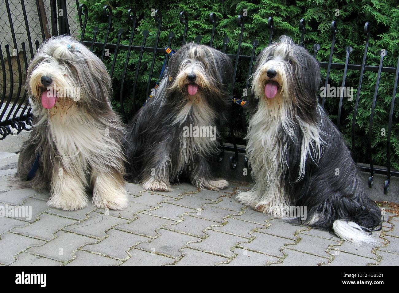 Three sitting Bearded Collies in Austria,Europe Stock Photo - Alamy