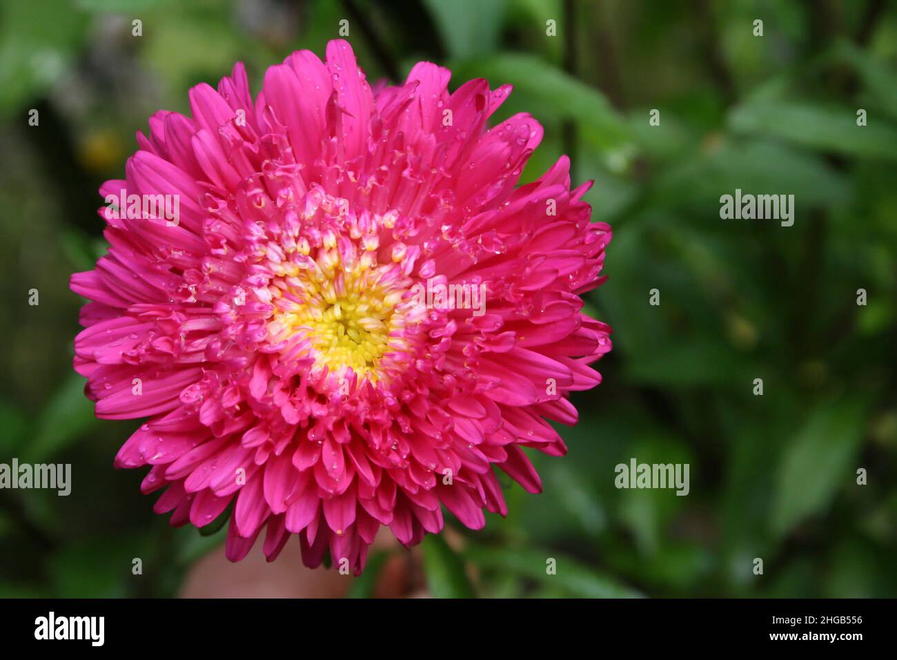 Detail of an aster flower blossom in Austria,Europe Stock Photo - Alamy