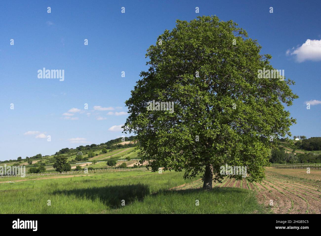 Big walnut tree in a vineyard in Austria,Europe Stock Photo - Alamy