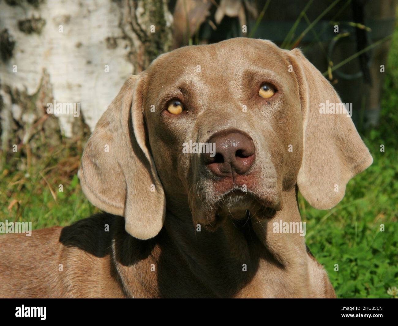 Portrait of a vizsla dog in Austria,Europe Stock Photo - Alamy