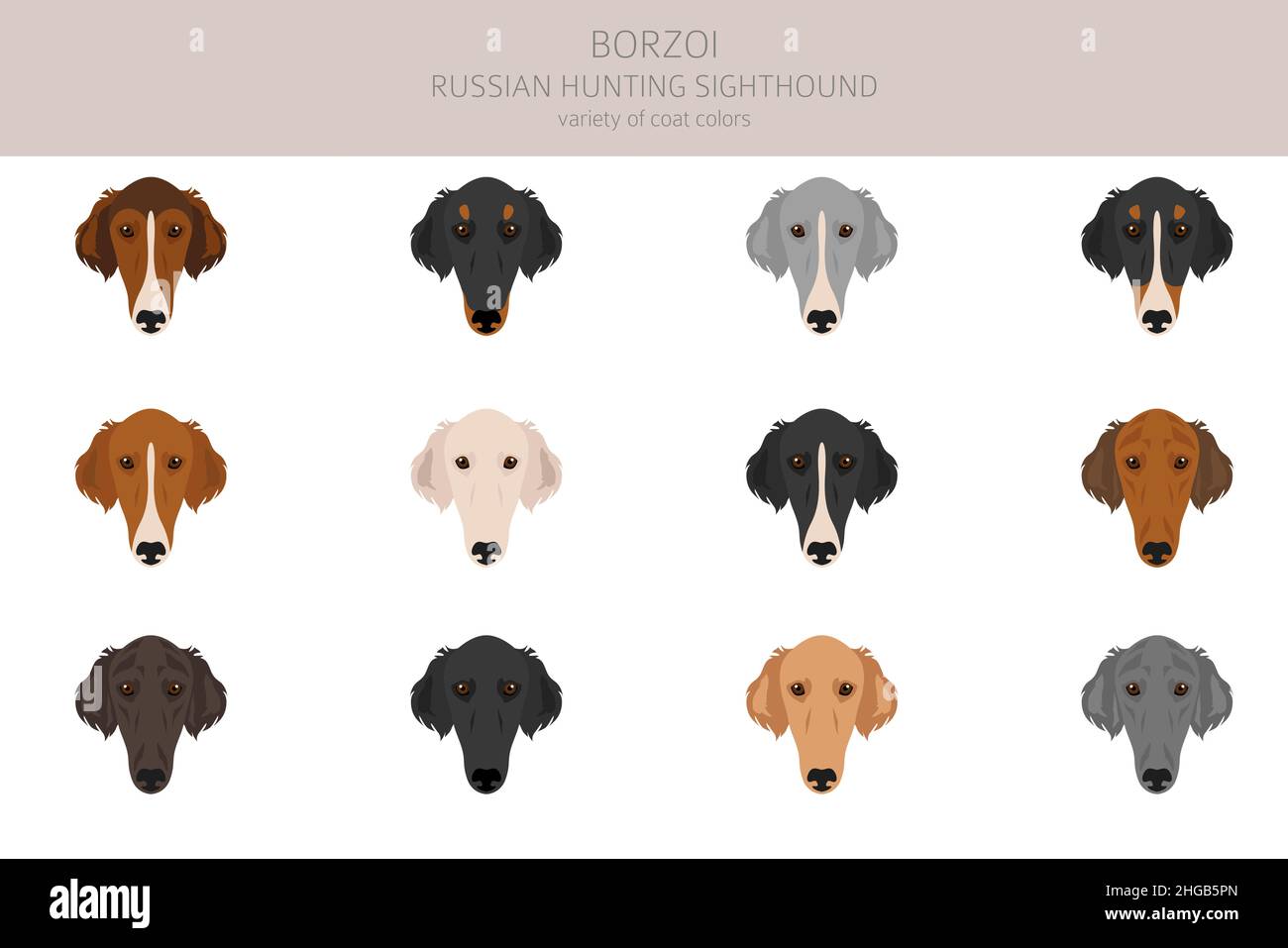 Russian hunting sighthound Borzoi clipart. Different coat colors and ...
