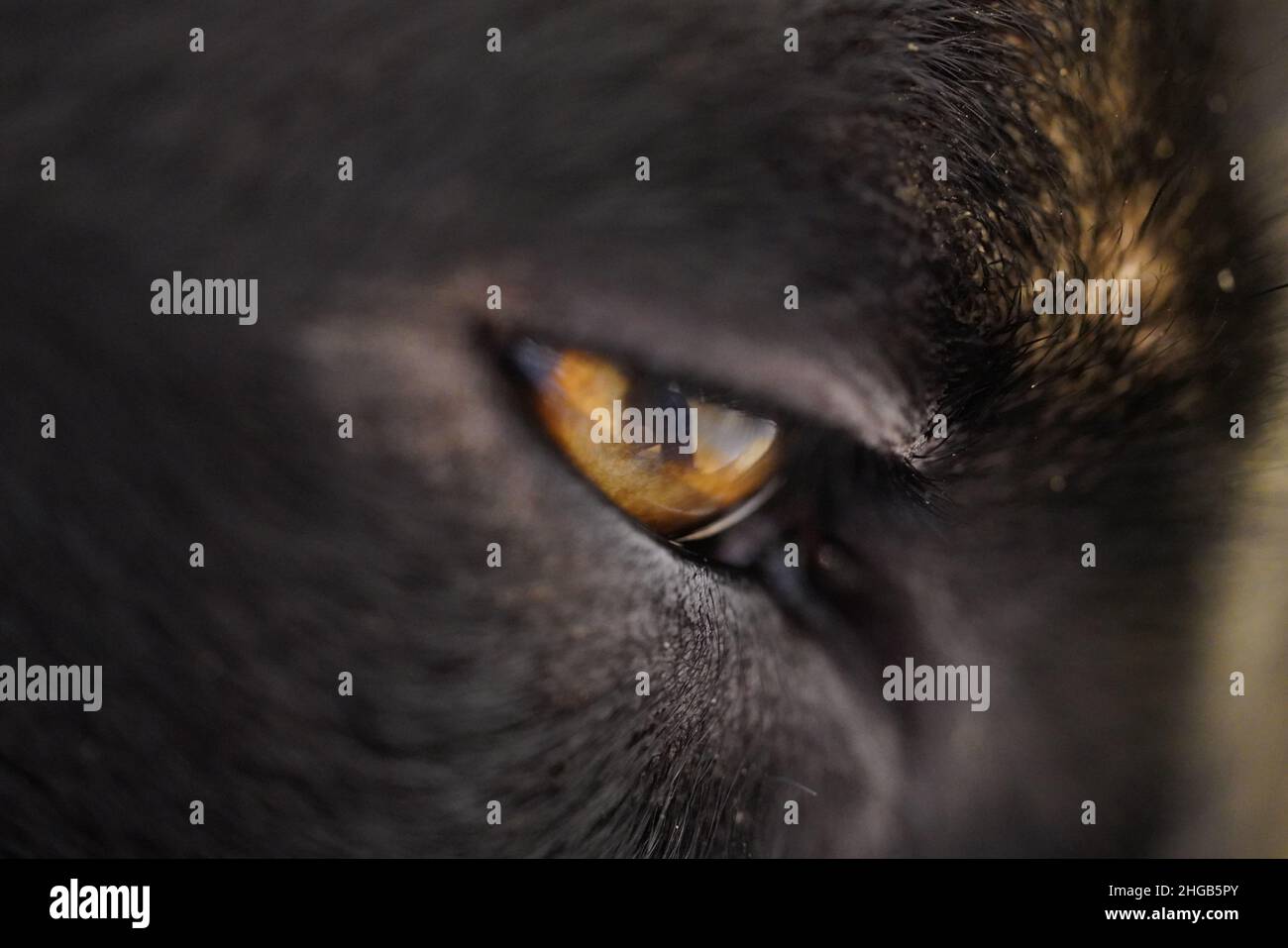 Black Labrador eye close up Stock Photo - Alamy