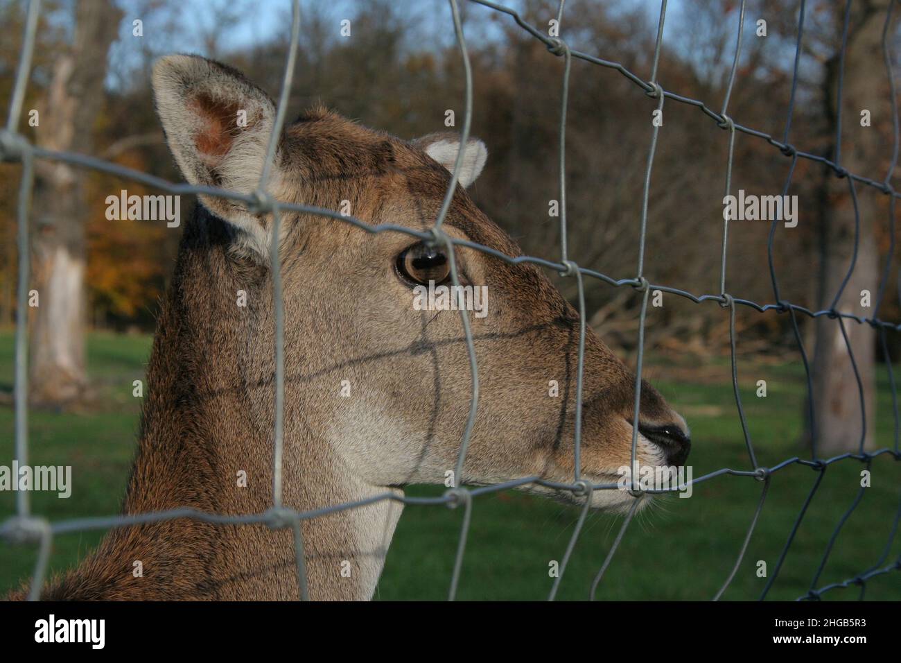 Fallow deer in a zoological garden in Vienna,Austria,Europe Stock Photo ...