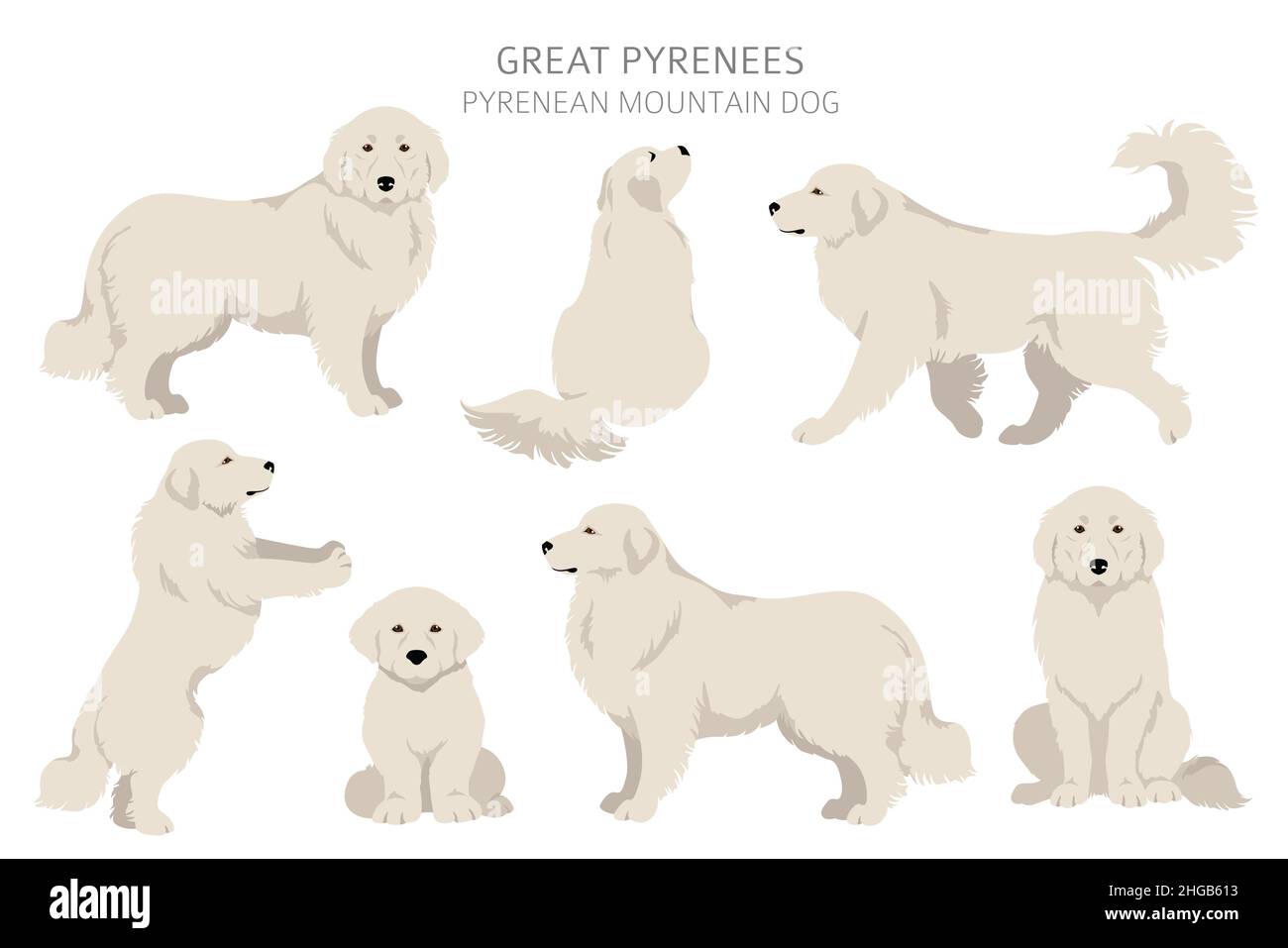 Great Pyrenees clipart. Different poses, coat colors set. Vector ...