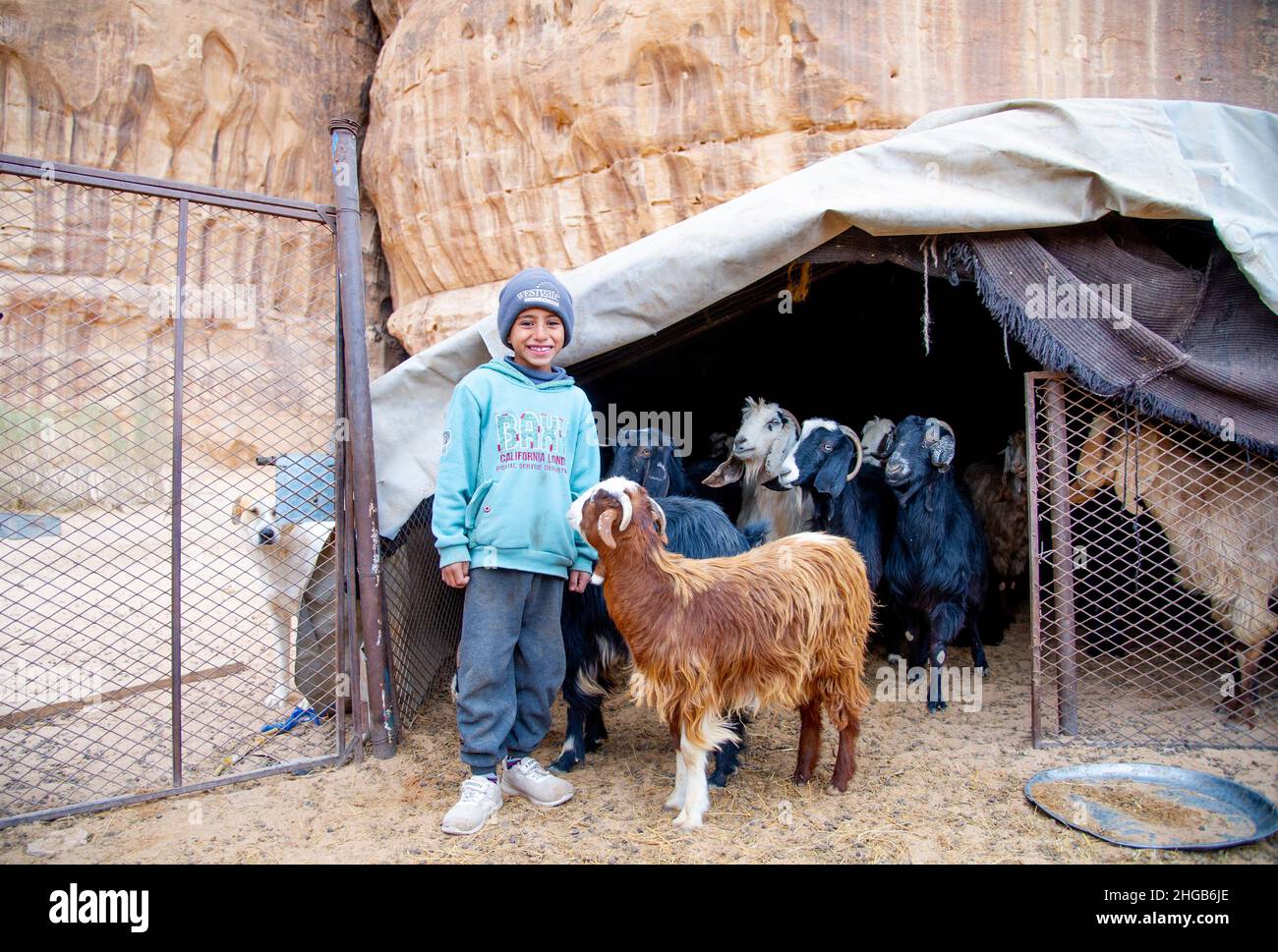 Wadi goats hi-res stock photography and images - Alamy