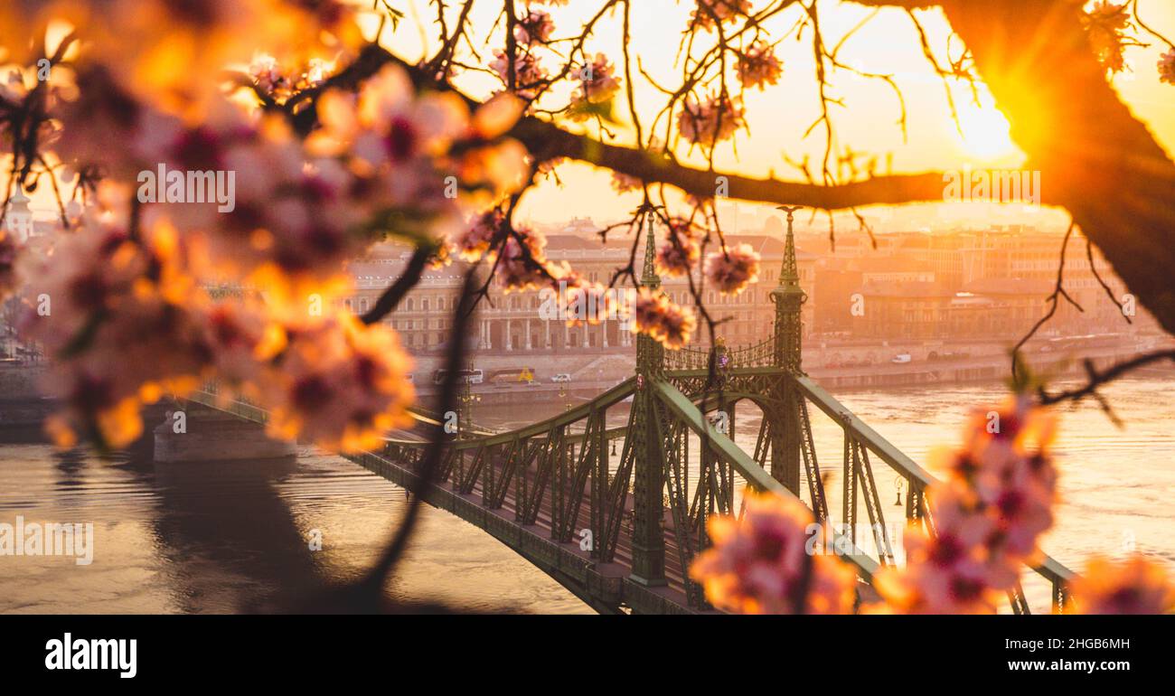 Beautiful Liberty Bridge at sunrise with cherry blossom in Budapest ...