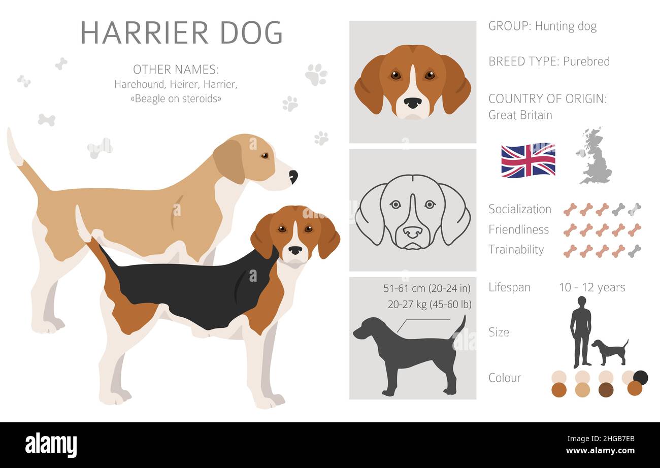 Harrier Barking Tendencies Do Harrier Dogss Bark A Lot