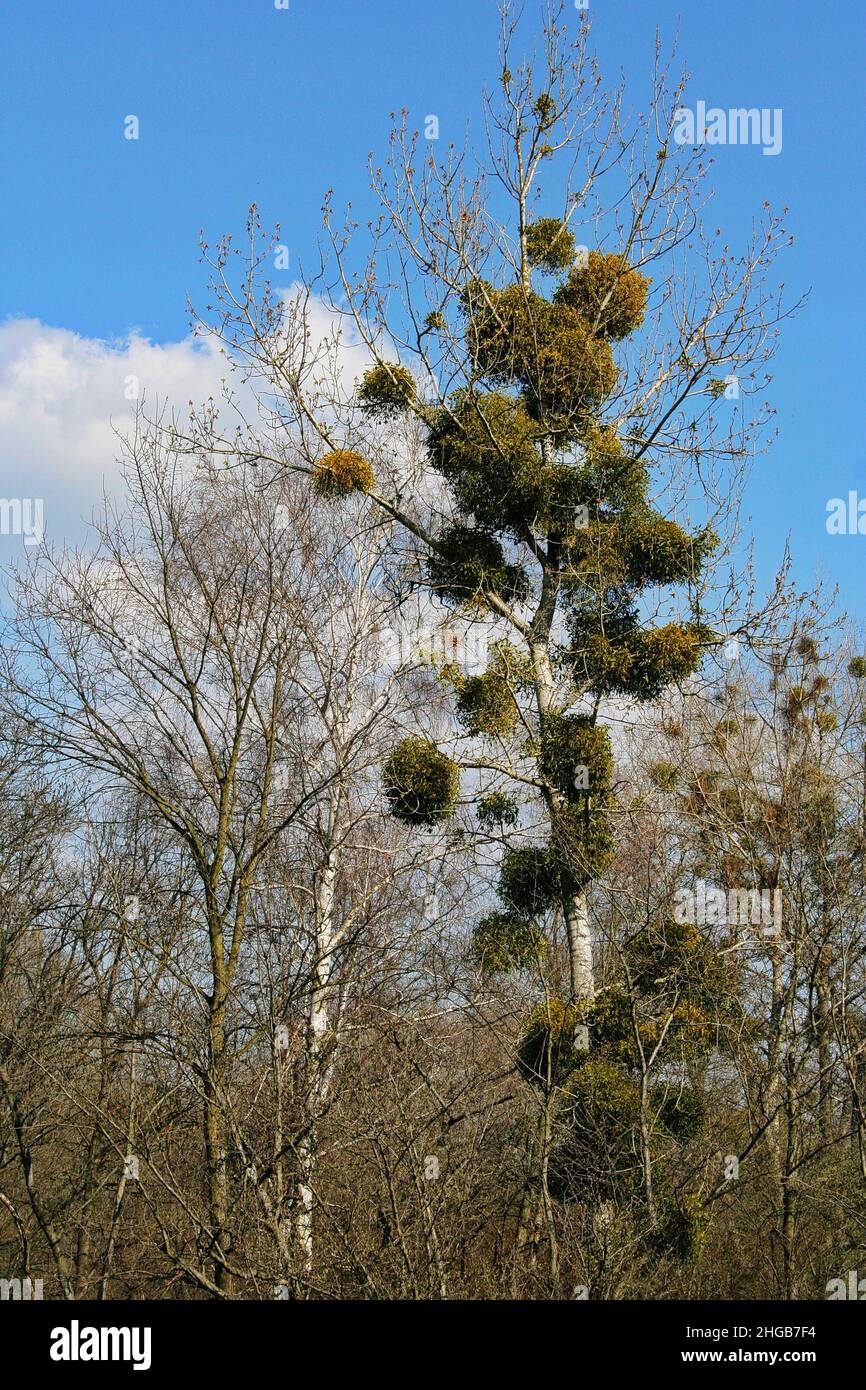 Tree with mistletoe in floodplain forest at Stopfenreuth in Austria ...