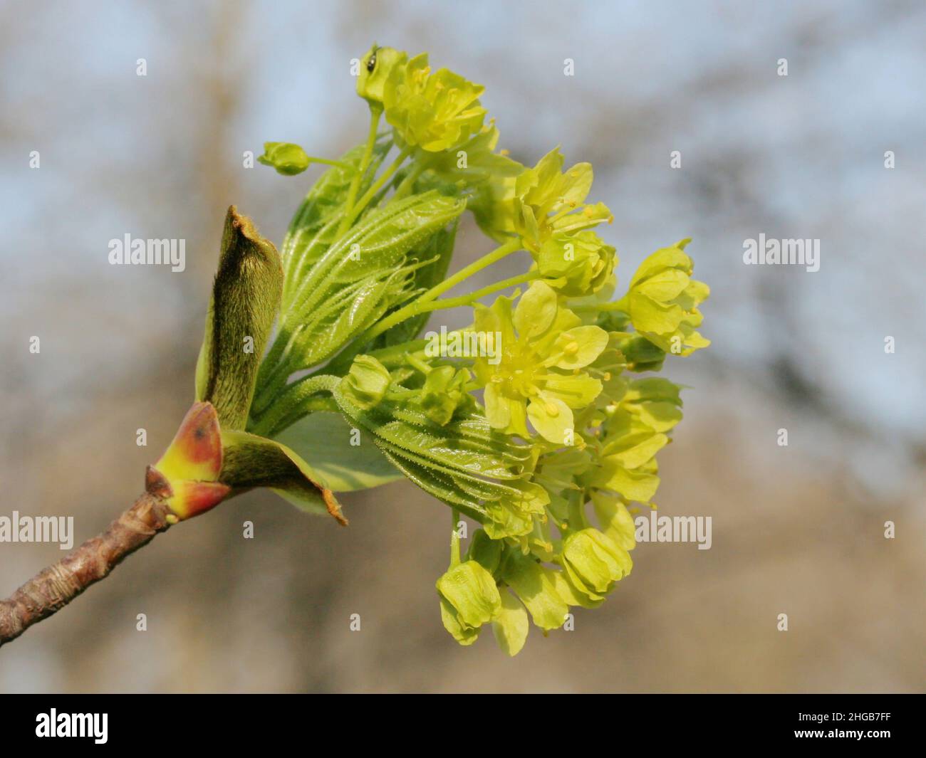 Field maple bud hi-res stock photography and images - Alamy
