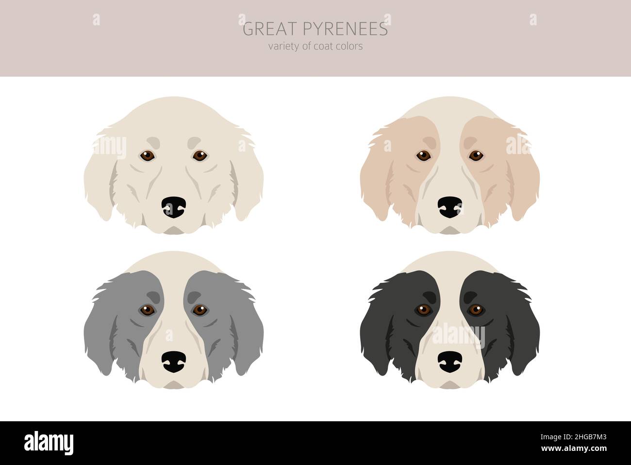 Great Pyrenees clipart. Different poses, coat colors set. Vector ...