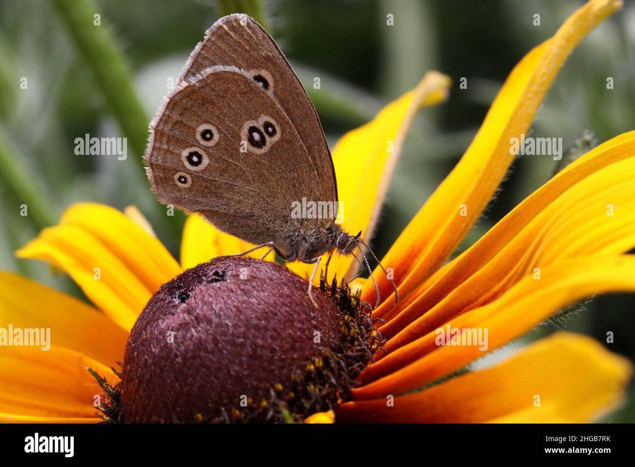 Butterfly Aphantopus hyperantus on a flower in a garden in Austria ...