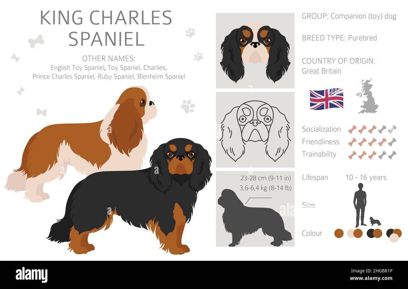 Prince charles spaniel hi-res stock photography and images - Alamy