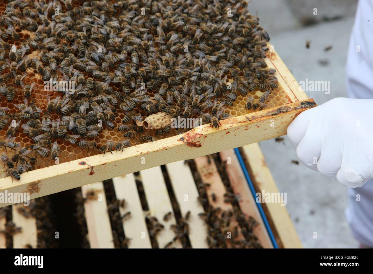 Bees at work Stock Photo - Alamy
