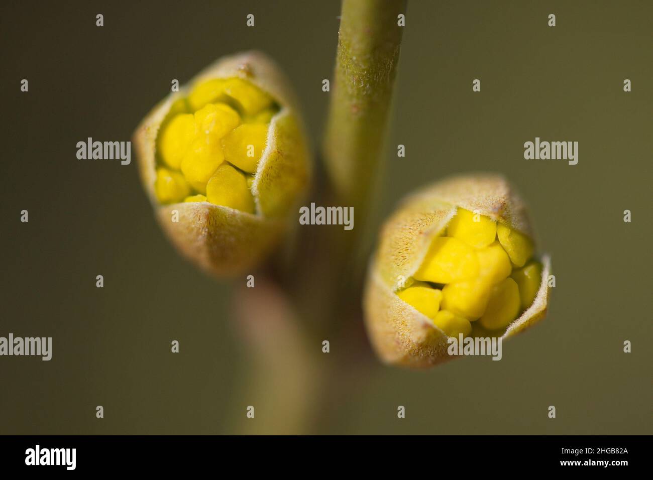Flower buds of cornel cherry tree in a garden in Austria,Europe Stock ...