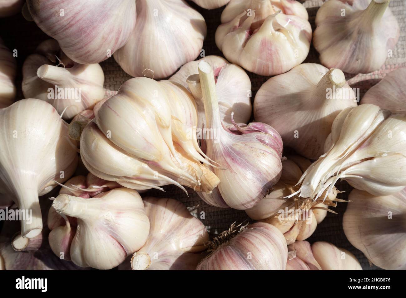 Close-up of the garlic background. Banner Stock Photo - Alamy