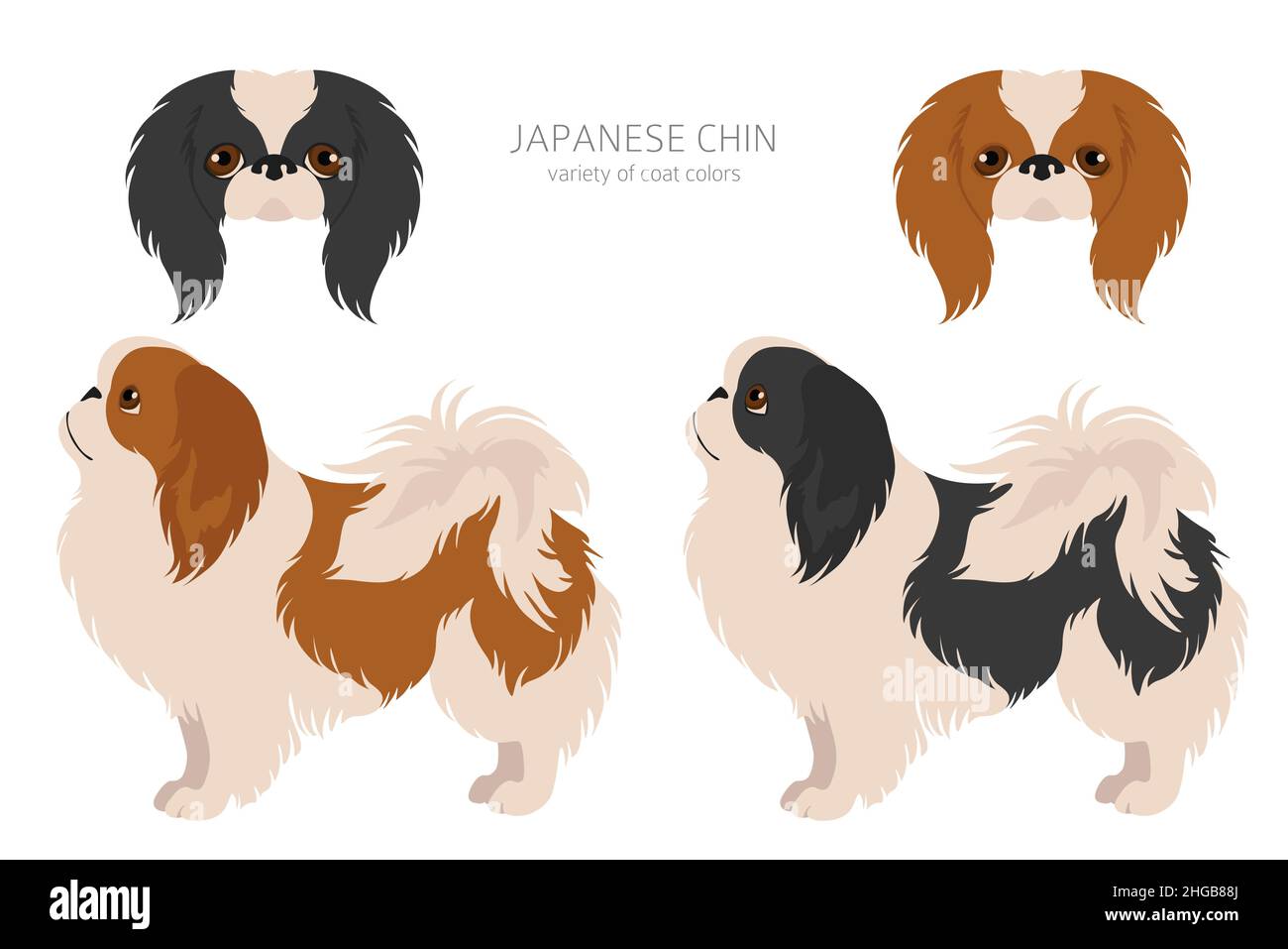 Japanese chin canine Stock Vector Images - Alamy