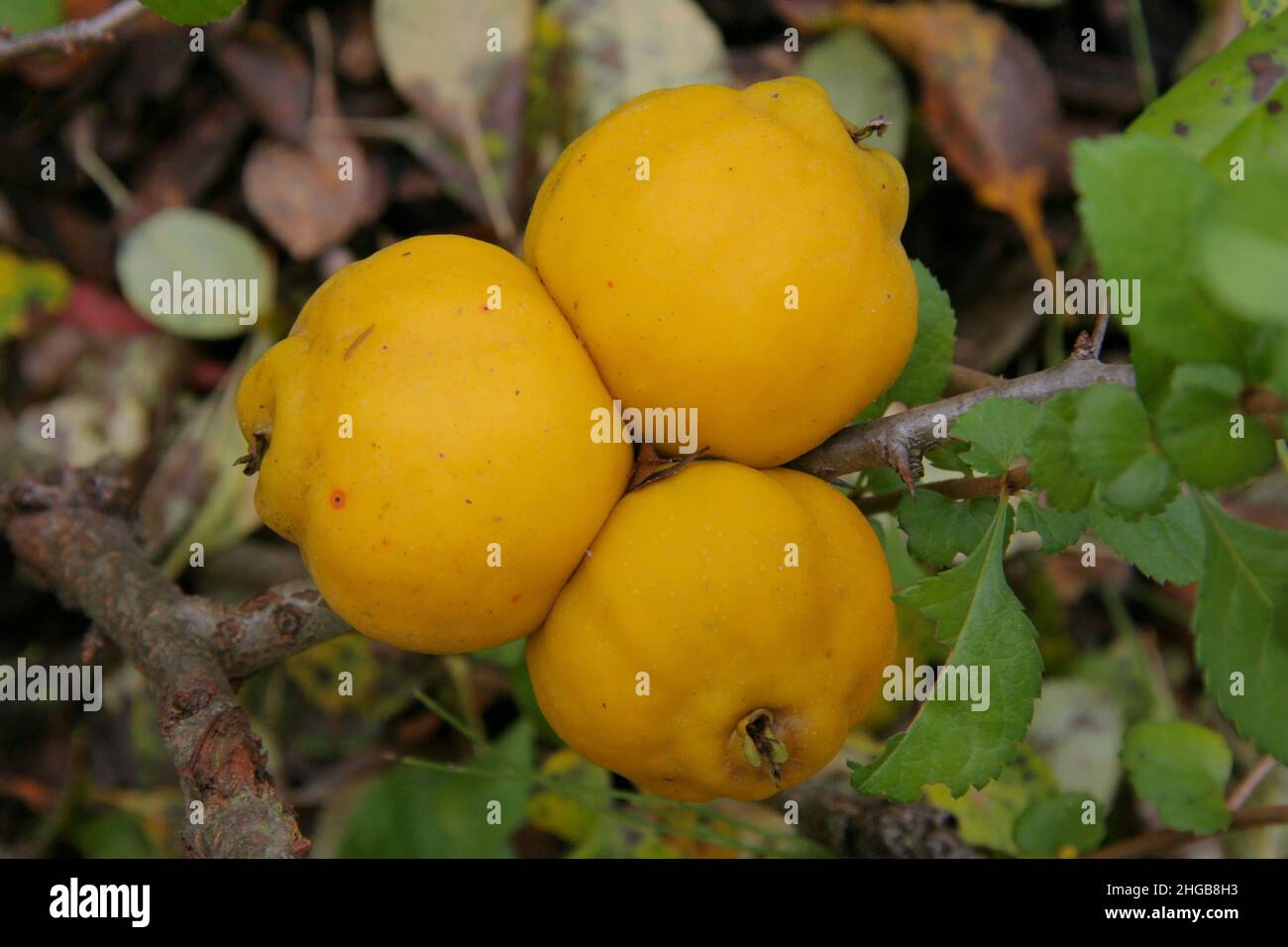 Quince fruits in a garden in Austria,Europe Stock Photo - Alamy