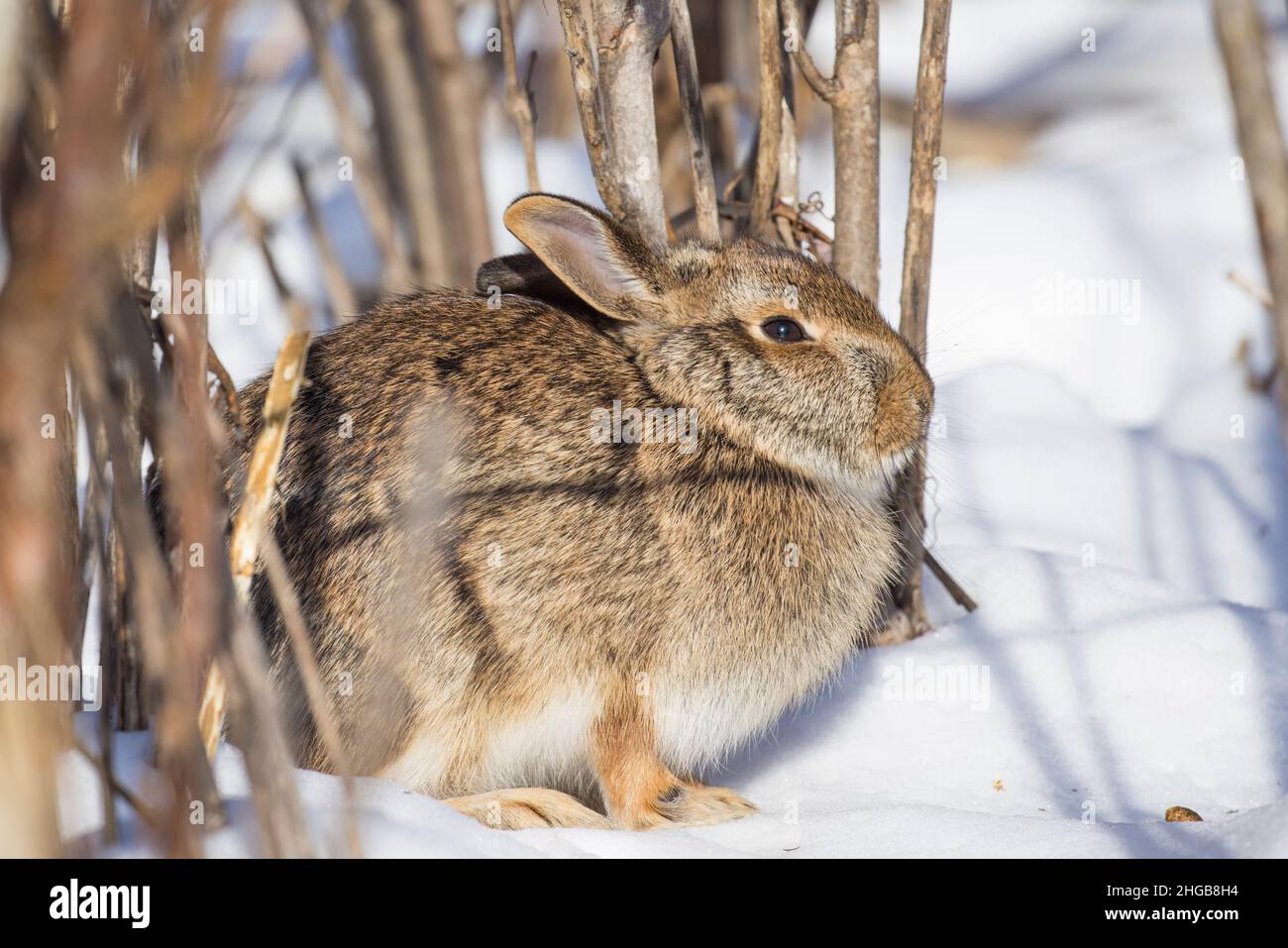 eastern cottontail in Canadian winter Stock Photo - Alamy